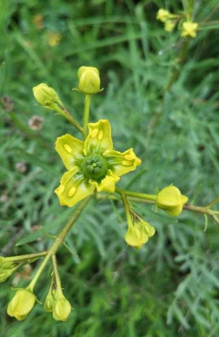 Ruta graveolens - Rue - The Seed Vine