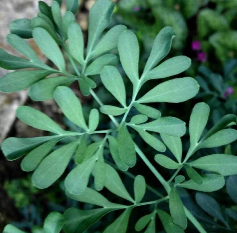 Ruta graveolens - Rue - The Seed Vine