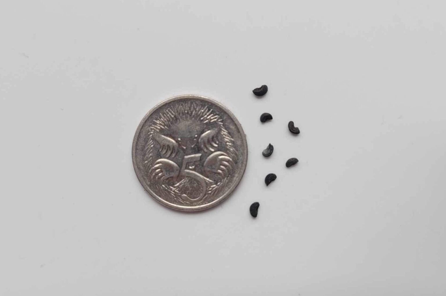 Ruta graveolens - Rue - The Seed Vine