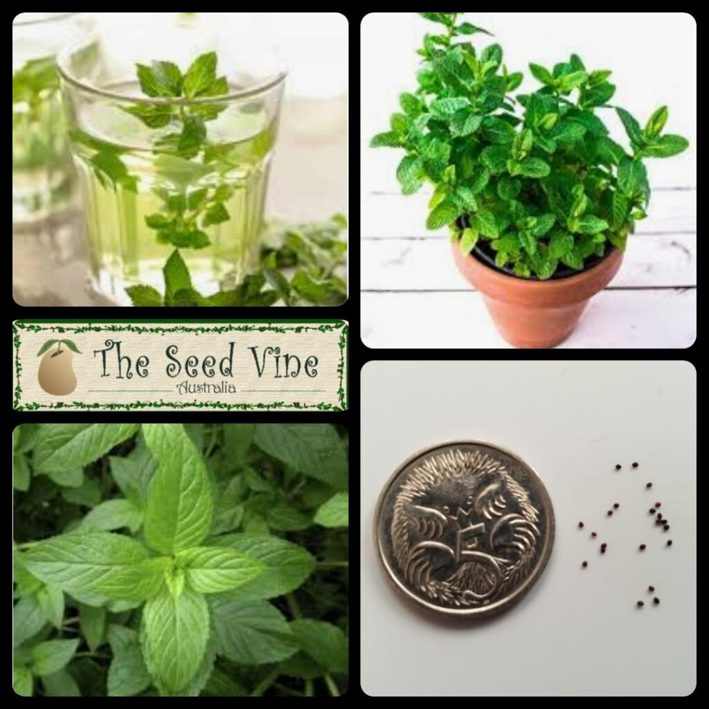 Mentha x piperita - Common Peppermint - The Seed Vine
