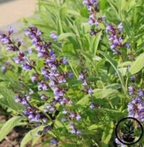 Salvia officinalis - Common Sage - The Seed Vine