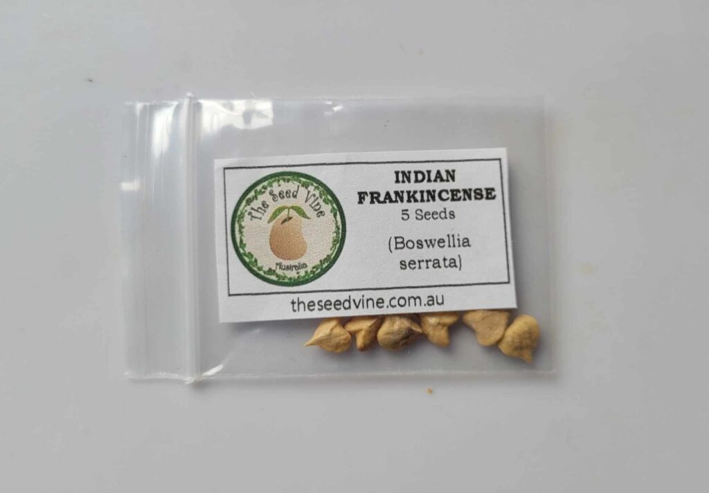 Boswellia serrata - Indian Frankincense - The Seed Vine