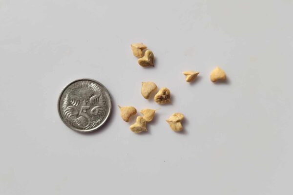 Boswellia serrata - Indian Frankincense - The Seed Vine