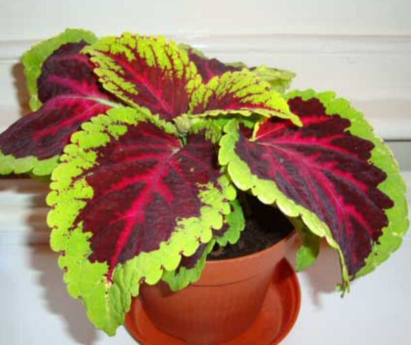 Plectranthus scutellarioides - Coleus Rainbow Mix - The Seed Vine