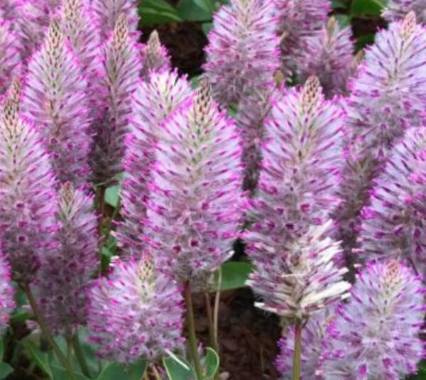 Ptilotus exaltatus - Pink Mulla Mulla - The Seed Vine