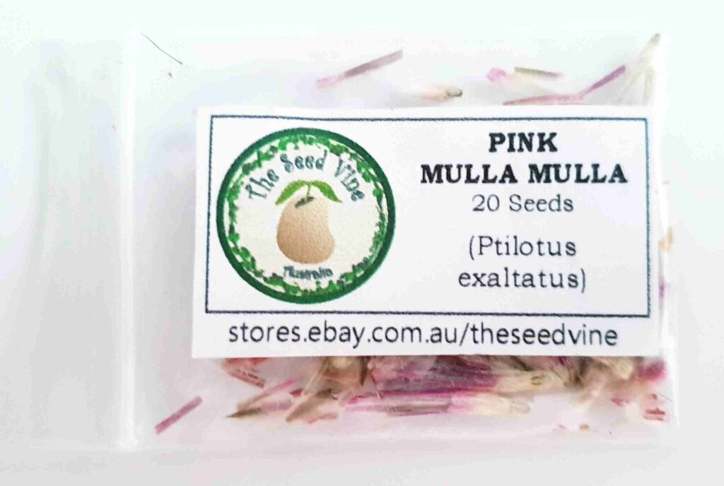 Ptilotus exaltatus - Pink Mulla Mulla - The Seed Vine