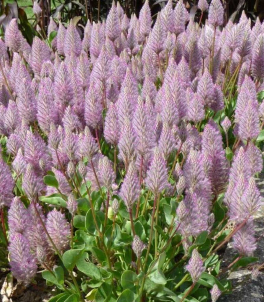 Ptilotus exaltatus - Pink Mulla Mulla - The Seed Vine