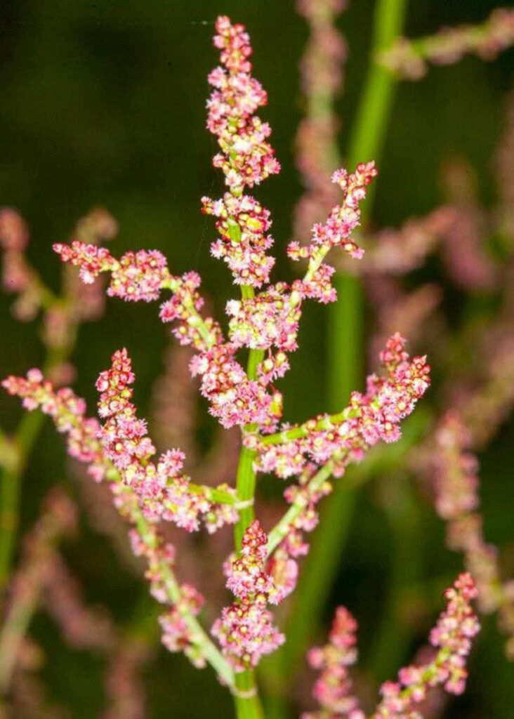 Rumex acetosa - Sorrel - The Seed Vine
