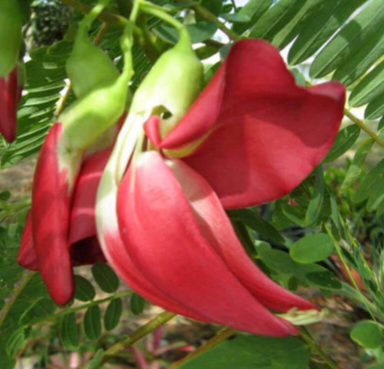 Sesbania grandiflora - Hummingbird Tree - The Seed Vine