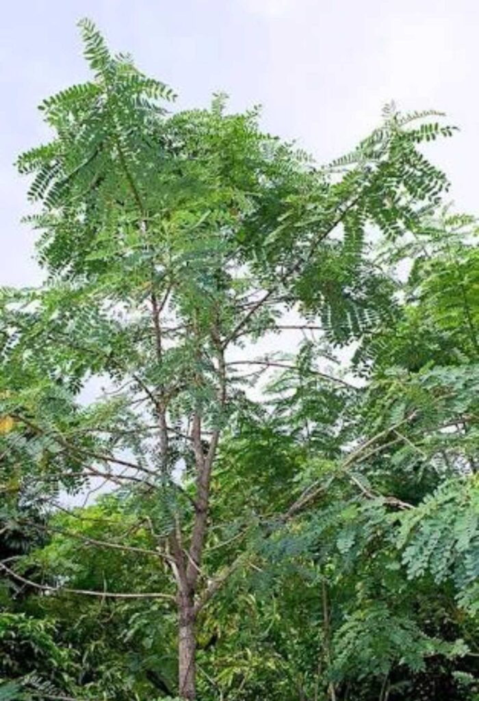 Sesbania grandiflora - Hummingbird Tree - The Seed Vine