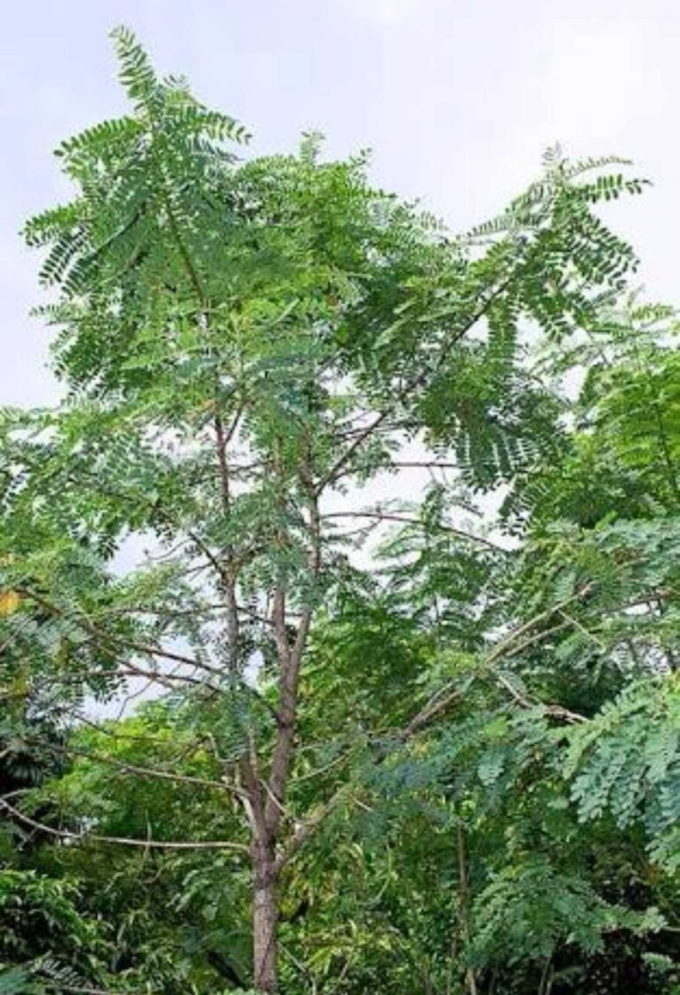 Sesbania grandiflora - Hummingbird Tree - The Seed Vine