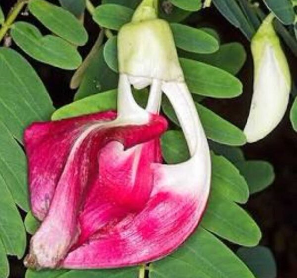Sesbania grandiflora - Hummingbird Tree - The Seed Vine