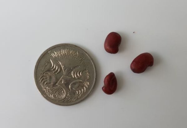 Sesbania grandiflora - Hummingbird Tree - The Seed Vine