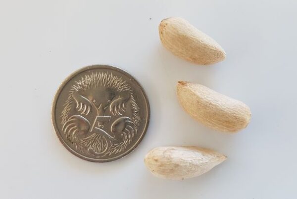 Azadirachta indica - Neem Tree - The Seed Vine