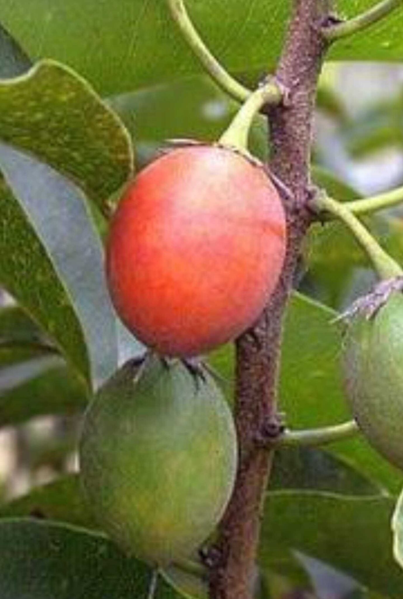 Mimusops elengi - Spanish Cherry - The Seed Vine