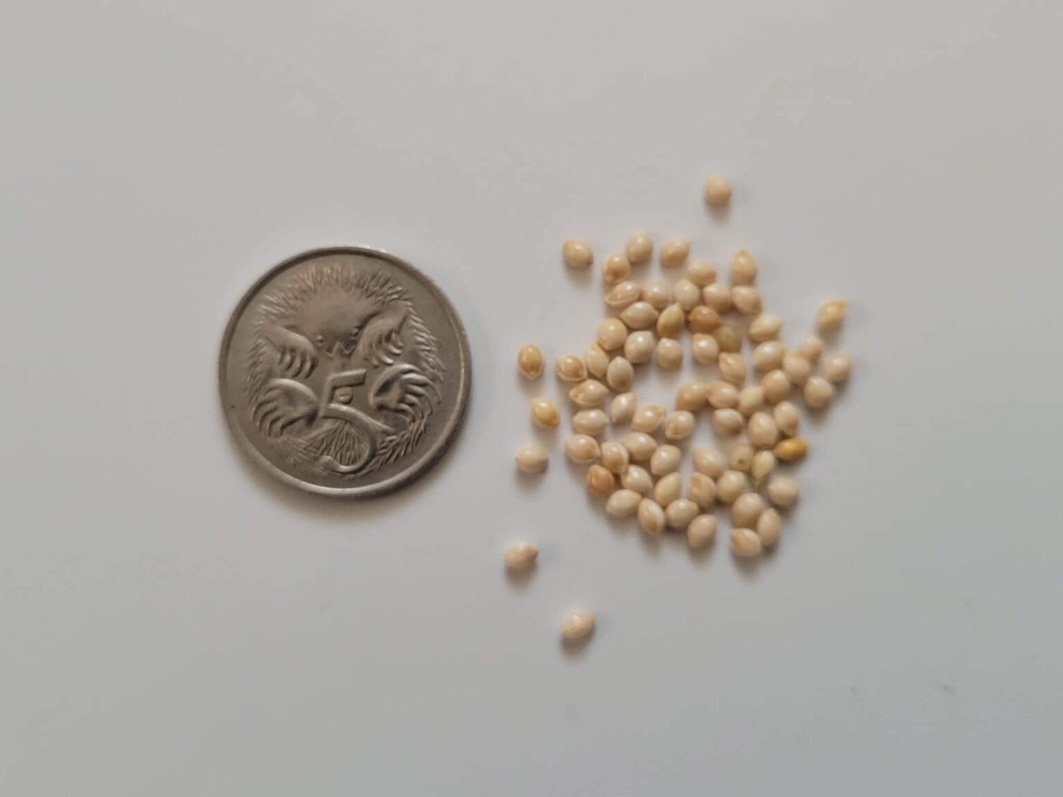 Panicum miliaceum - French White Millet - The Seed Vine