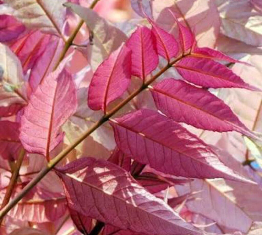 Toona sinensis - Chinese Mahogany - The Seed Vine