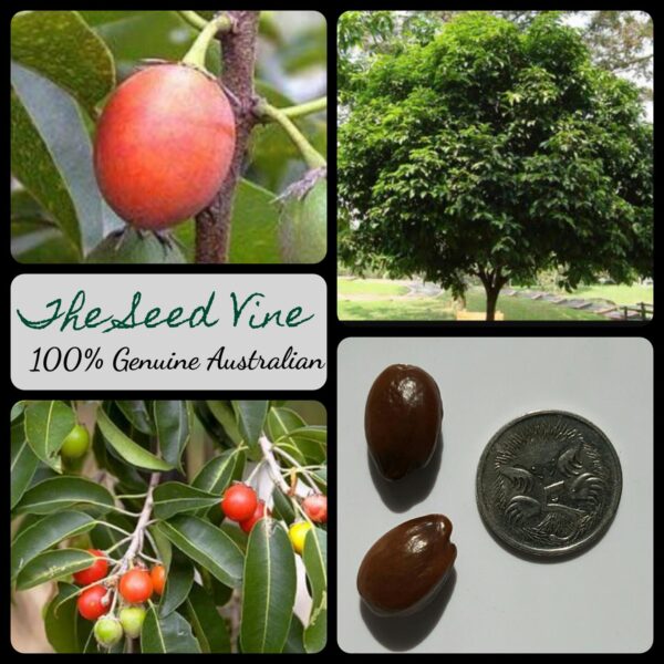 Mimusops elengi - Spanish Cherry - The Seed Vine