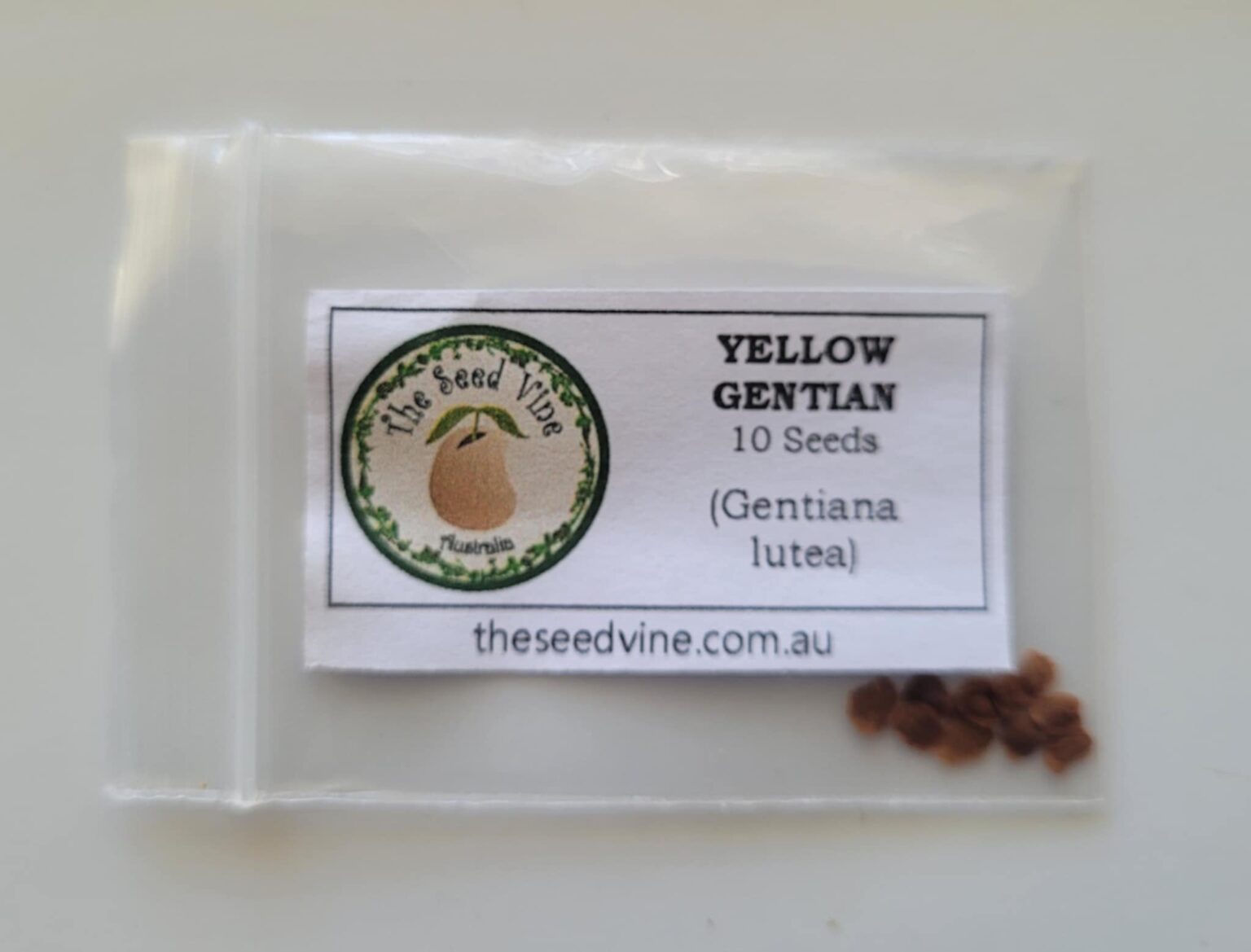 Gentiana lutea - Yellow Gentian - The Seed Vine