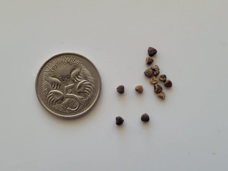 Gynostemma pentaphyllum - Jiaogulan - The Seed Vine