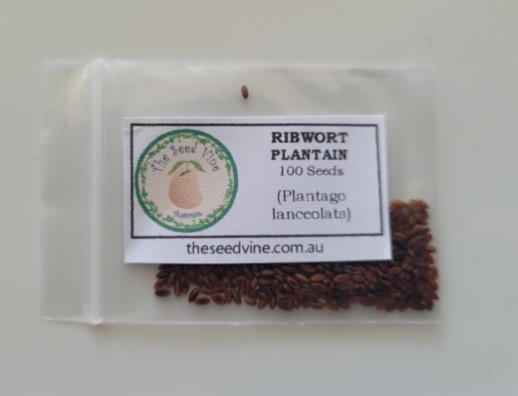 Plantago lanceolata - Ribwort Plantain - The Seed Vine